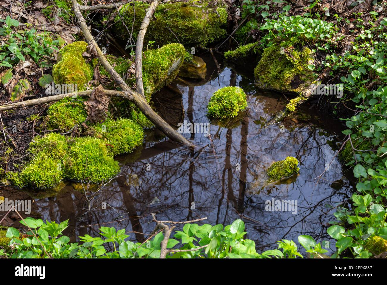 River in a forest park. Plants, moss, green grass. Reflections on water ...