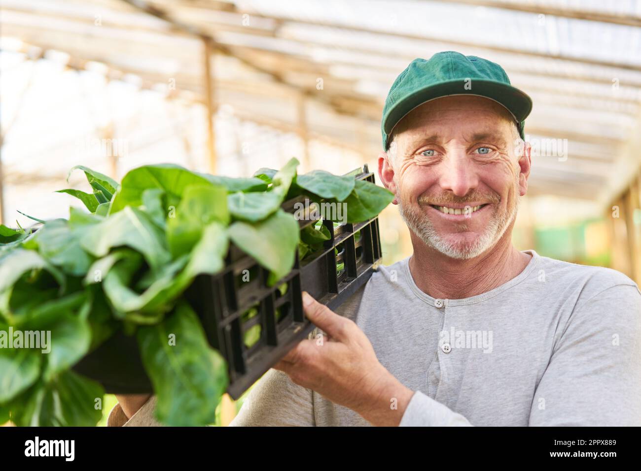 Portrait of smiling male farmer carrying fresh organic vegetables in ...