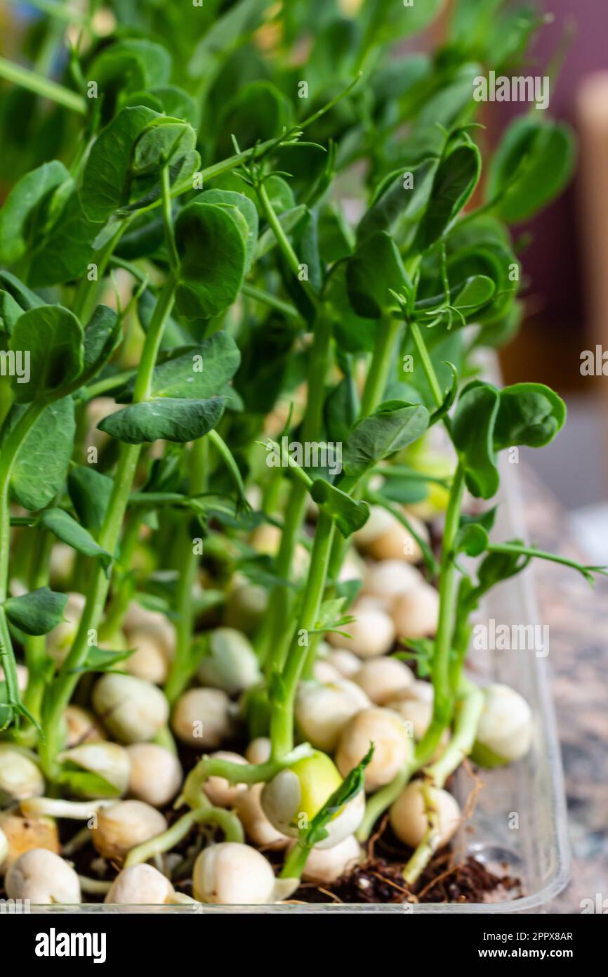 Fresh micro greens growing peas sprouts for healthy salad. Fresh ...