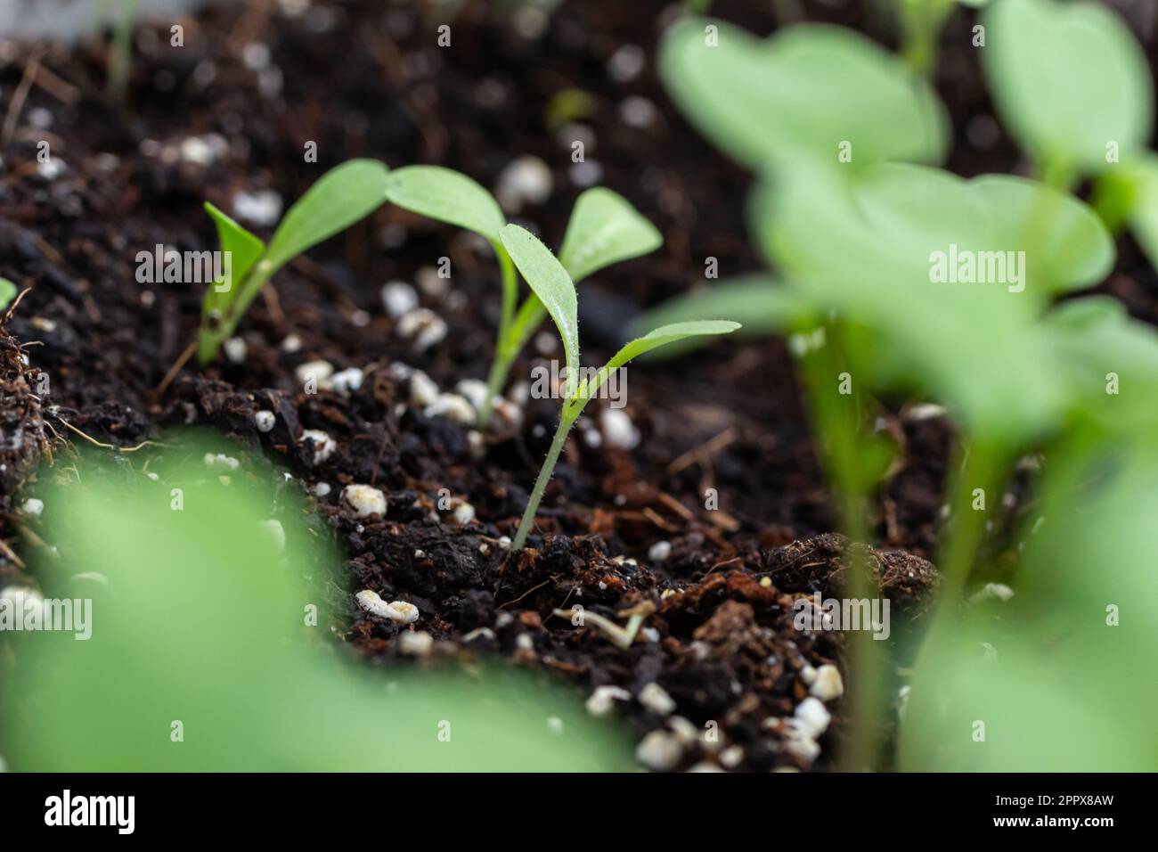 Top view of young plants seedlings in soil. Seedlings are prepared ...