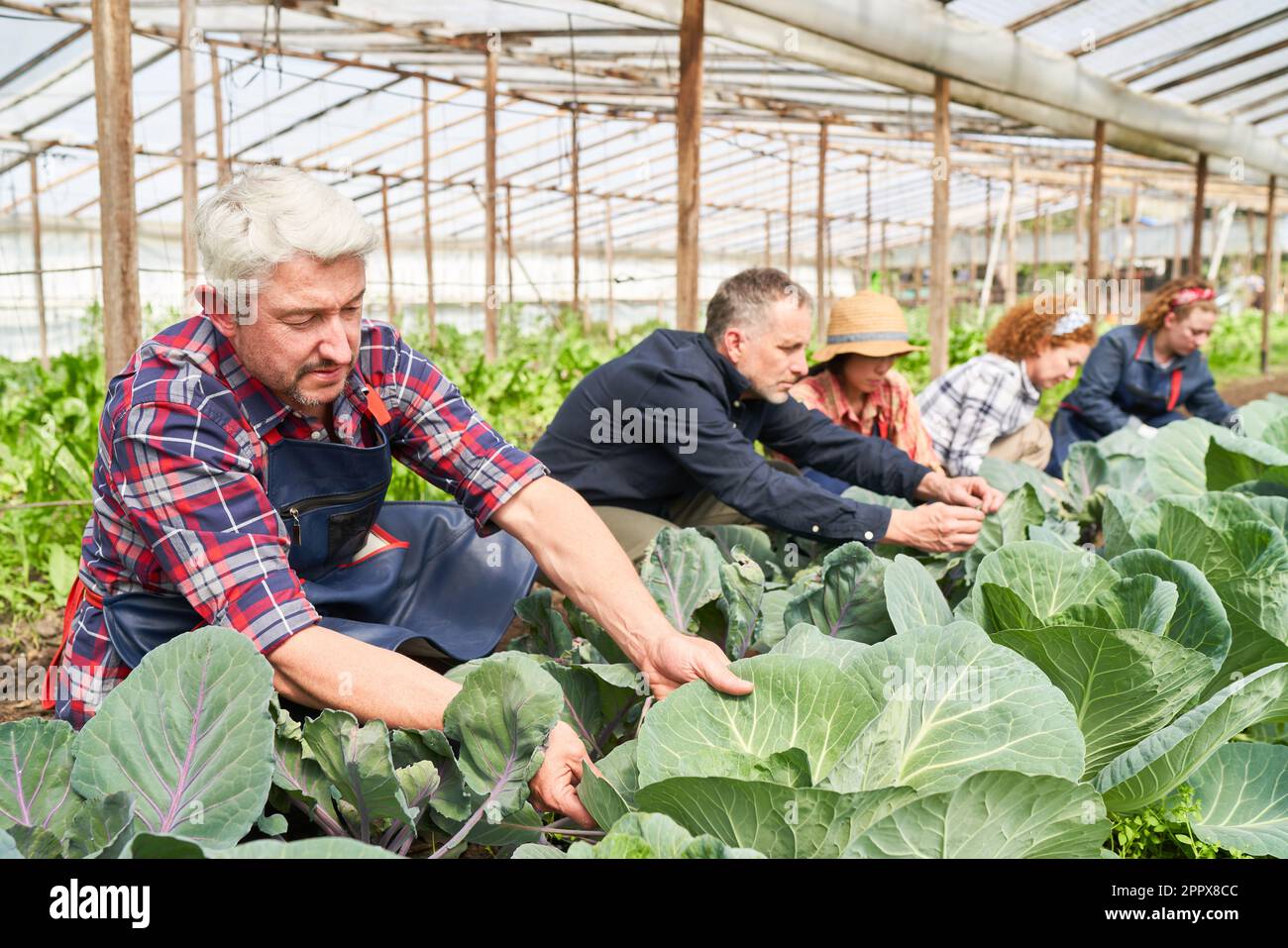 Multicultural male and female farmers crouching while harvesting ...