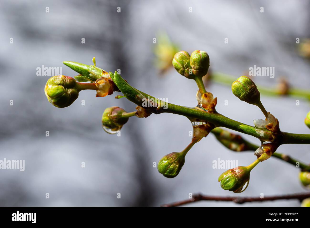 Wooden tree branches with new flower buds in the end with rain drops ...