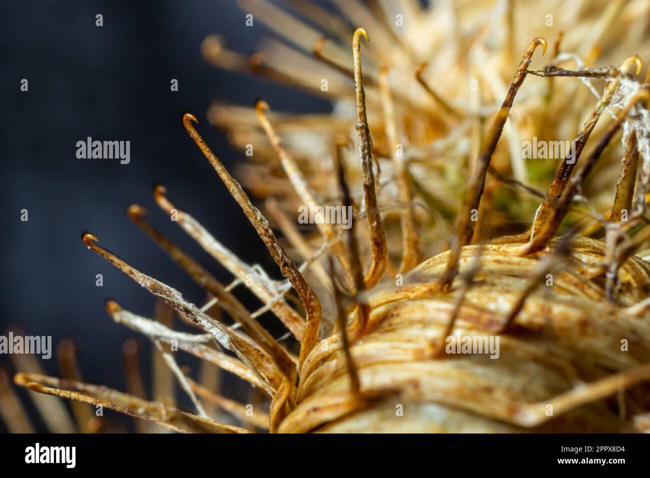 The prickly Herb Burdock plant or Arctium plant from the Asteraceae ...