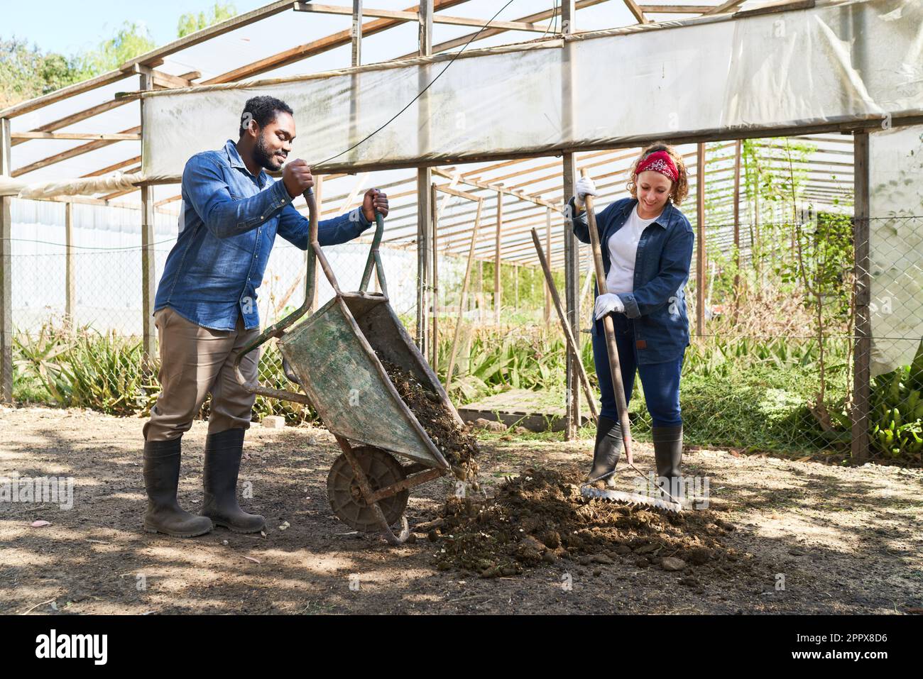 Male and female farmers with wheelbarrow and rake working together at ...