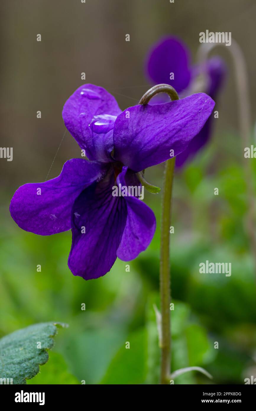 Viola odorata. Scent-scented. Violet flower forest blooming in spring ...