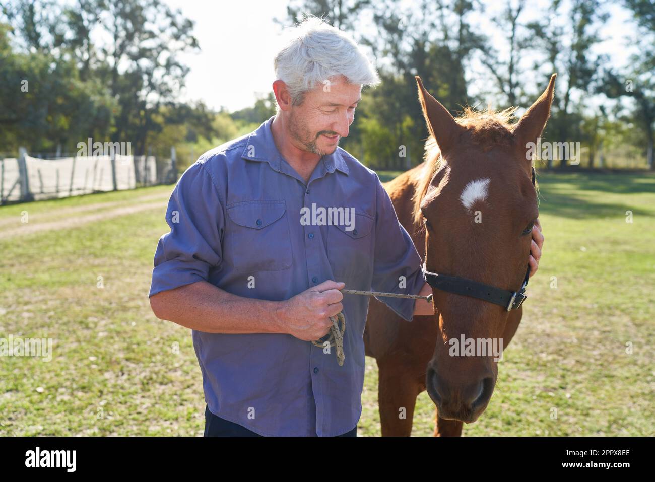Happy mature male rancher with brown horse at ranch on sunny day Stock ...