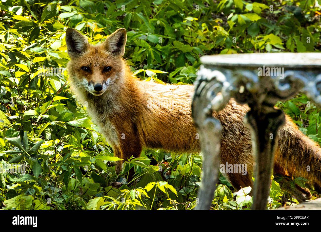 Fox table hi-res stock photography and images - Alamy