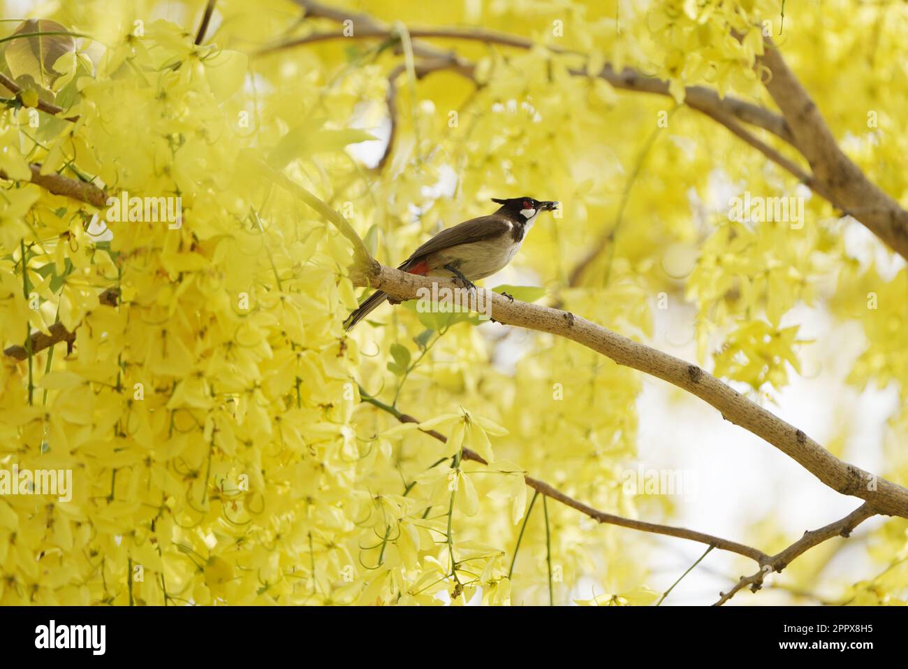 Red-whiskered Bulbul or crested bulbul, is a passerine bird native in ...