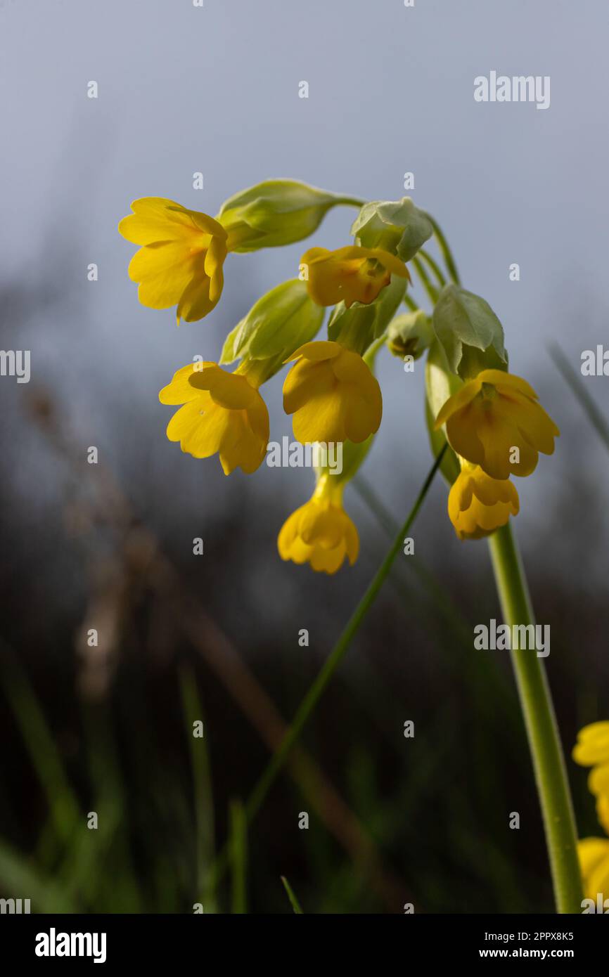 Yellow Primula veris cowslip, common cowslip, cowslip primrose on soft ...