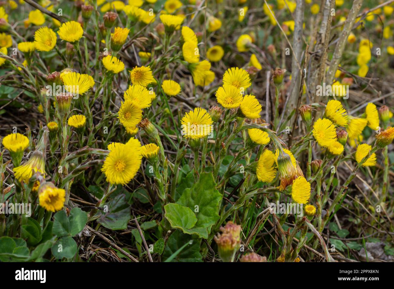 Coltsfoot or foalfoot medicinal wild herb. Farfara Tussilago plant ...
