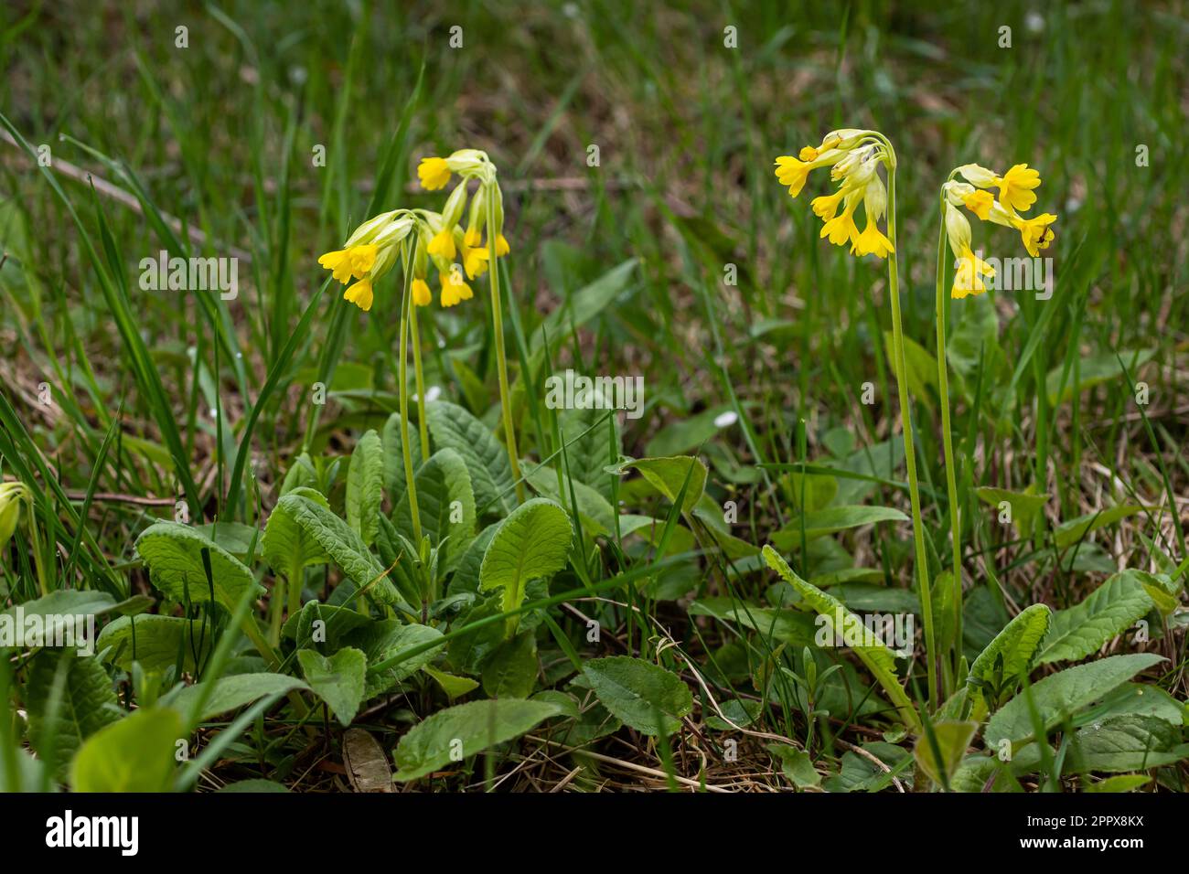 Yellow Primula veris cowslip, common cowslip, cowslip primrose on soft ...