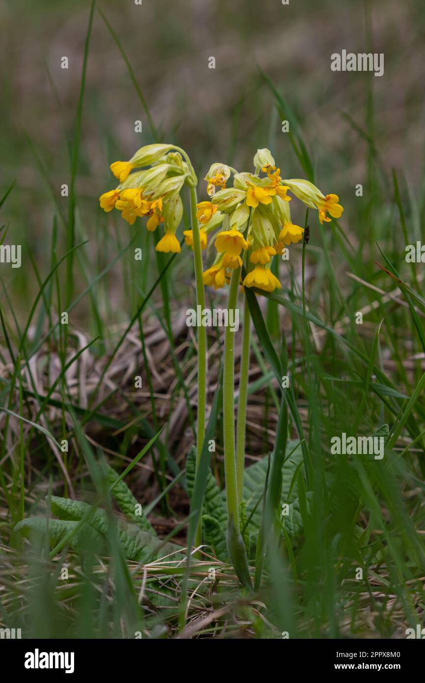 Yellow Primula veris cowslip, common cowslip, cowslip primrose on soft ...