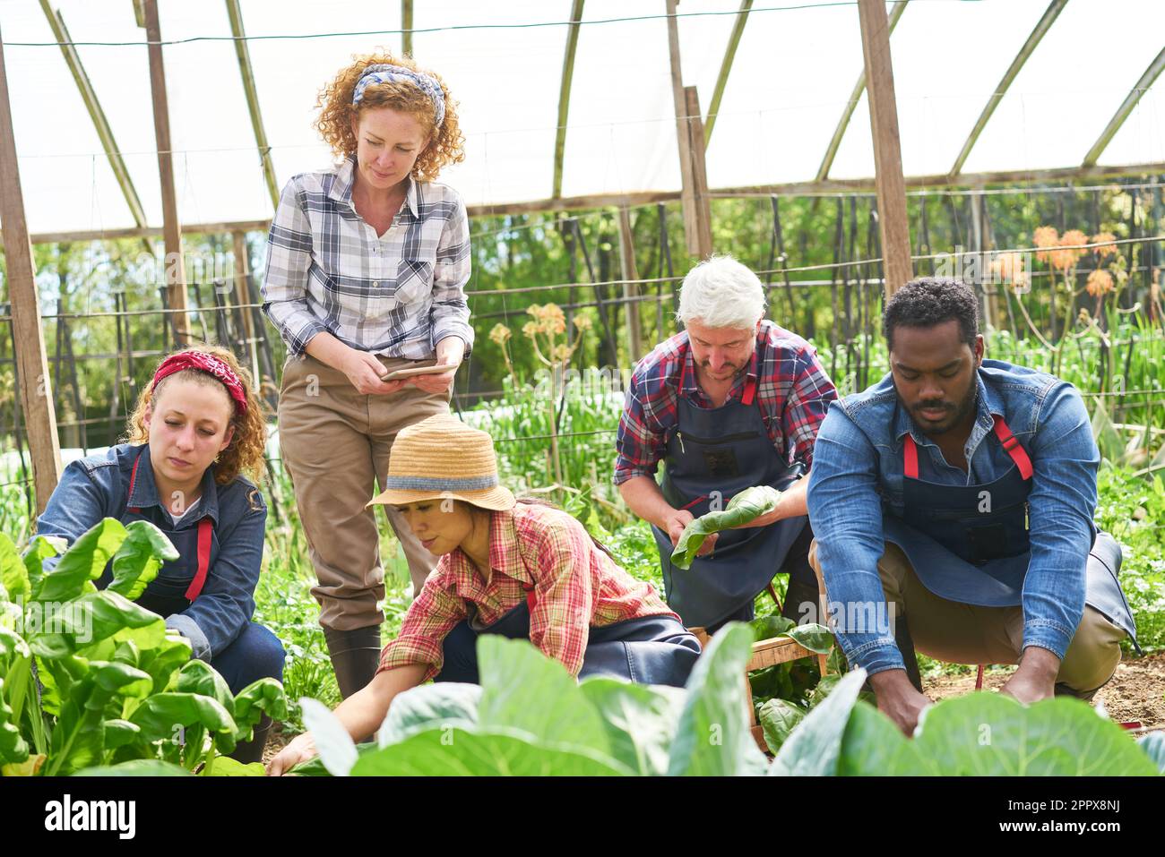 Multicultural farmer's team crouching while working together in organic ...