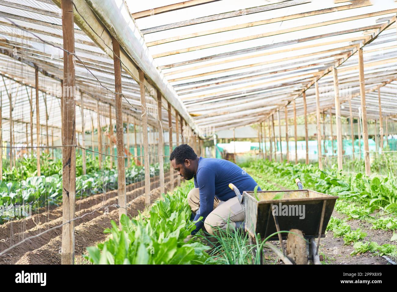 Side view of young male farmer harvesting crops while working in ...