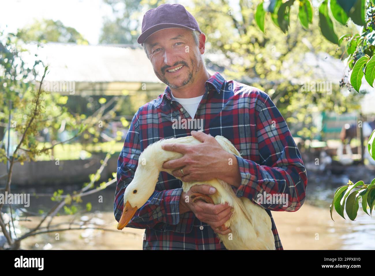 Happy goose hi-res stock photography and images - Alamy