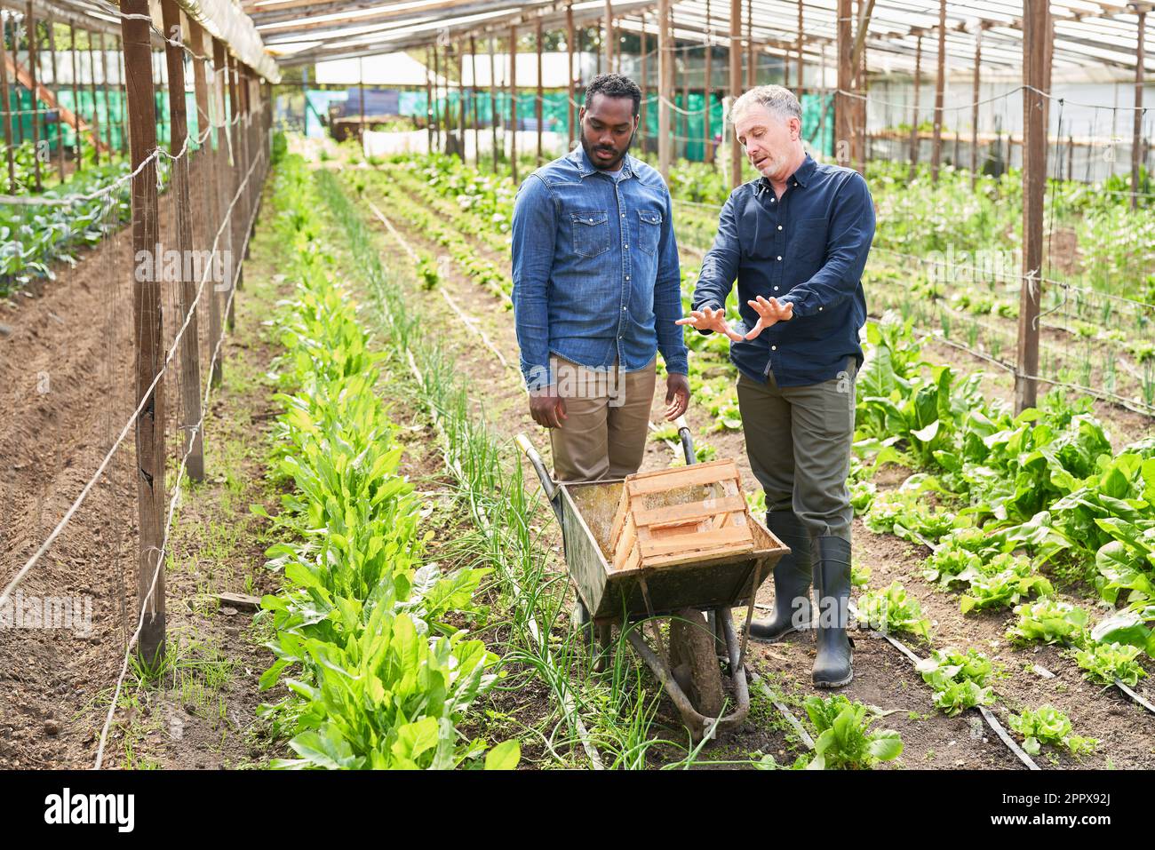 Multicultural male farmers discussing while standing by wheelbarrow in ...