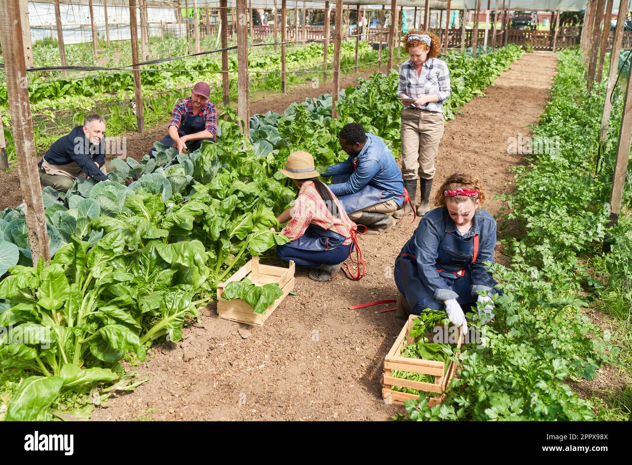 Team of multicultural male and female agronomists harvesting and ...