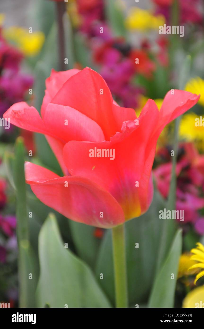 Copenhagen /Denmark/25 April 2023/ Tulip flower mand daisy flowers and ...