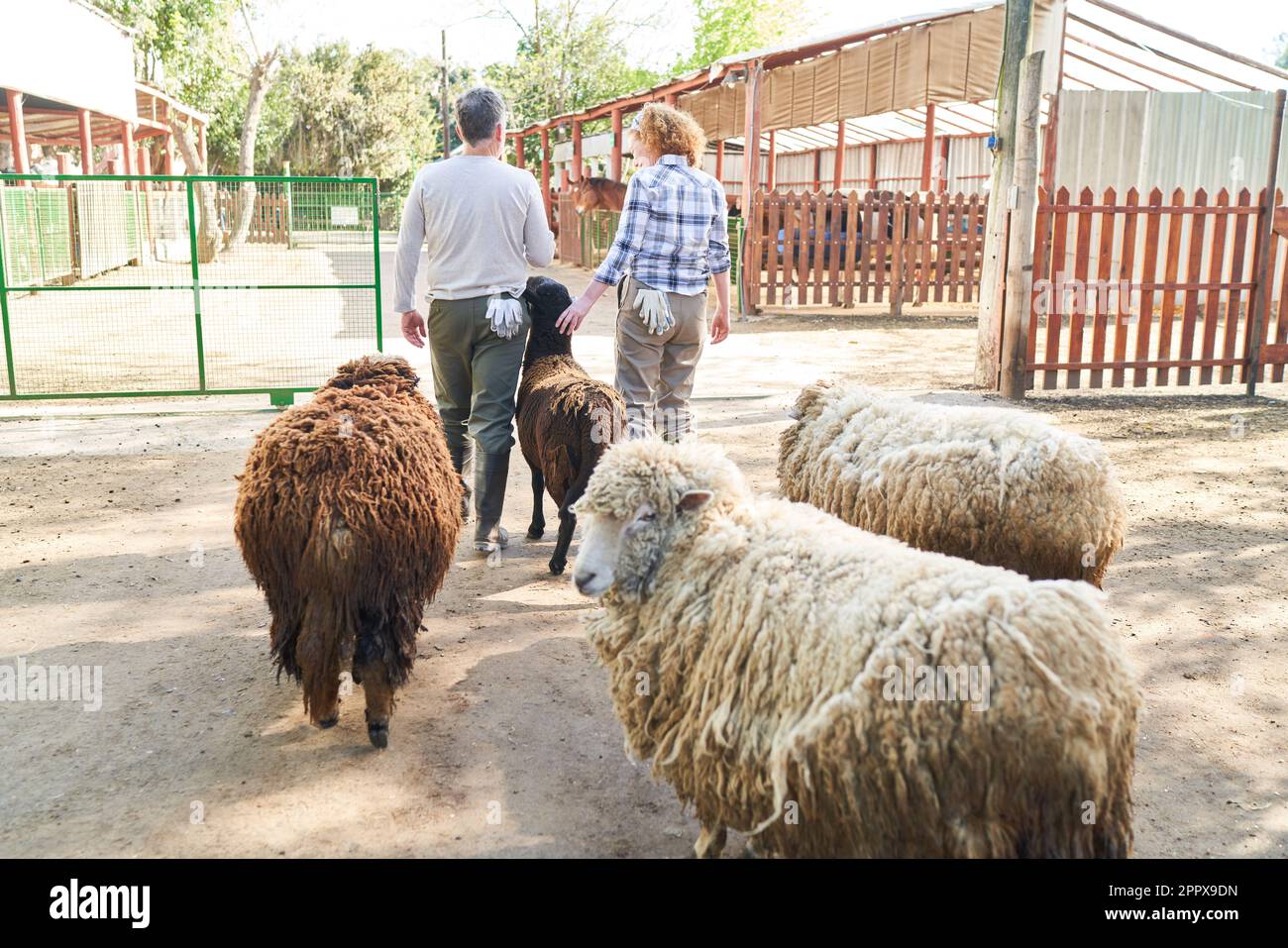 Rear view of mature female and male farmers walking with sheep at farm ...