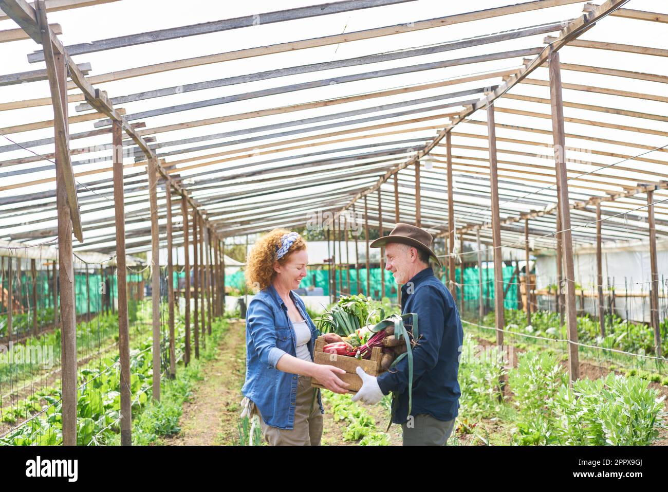 Smiling female farmer giving vegetable crate to male colleague at farm ...