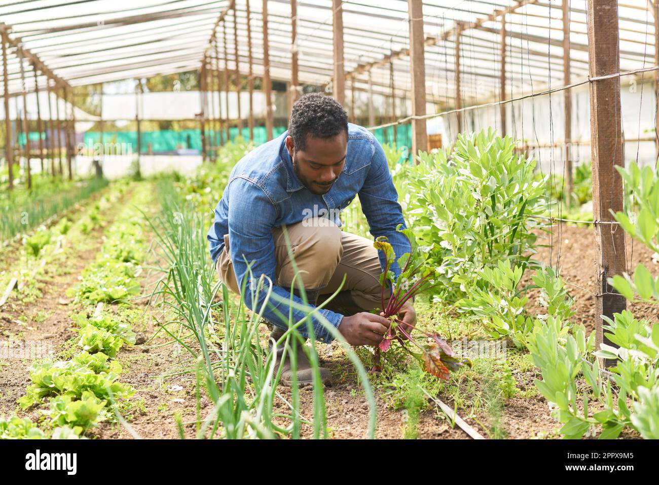 Male farmer planting vegetable crop while crouching in garden Stock ...