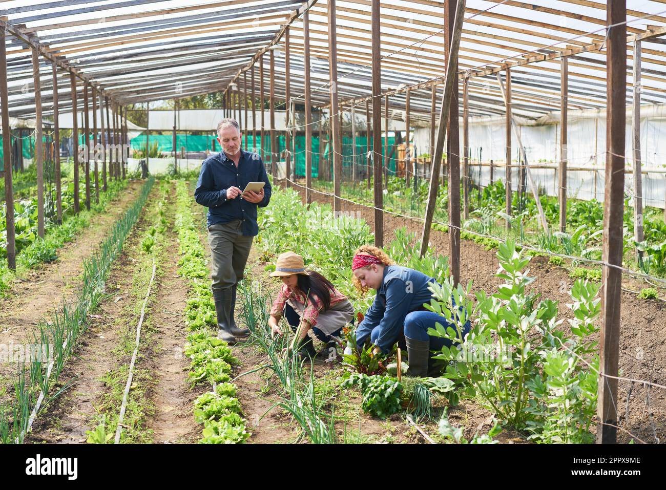 Agriculture working hi-res stock photography and images - Alamy