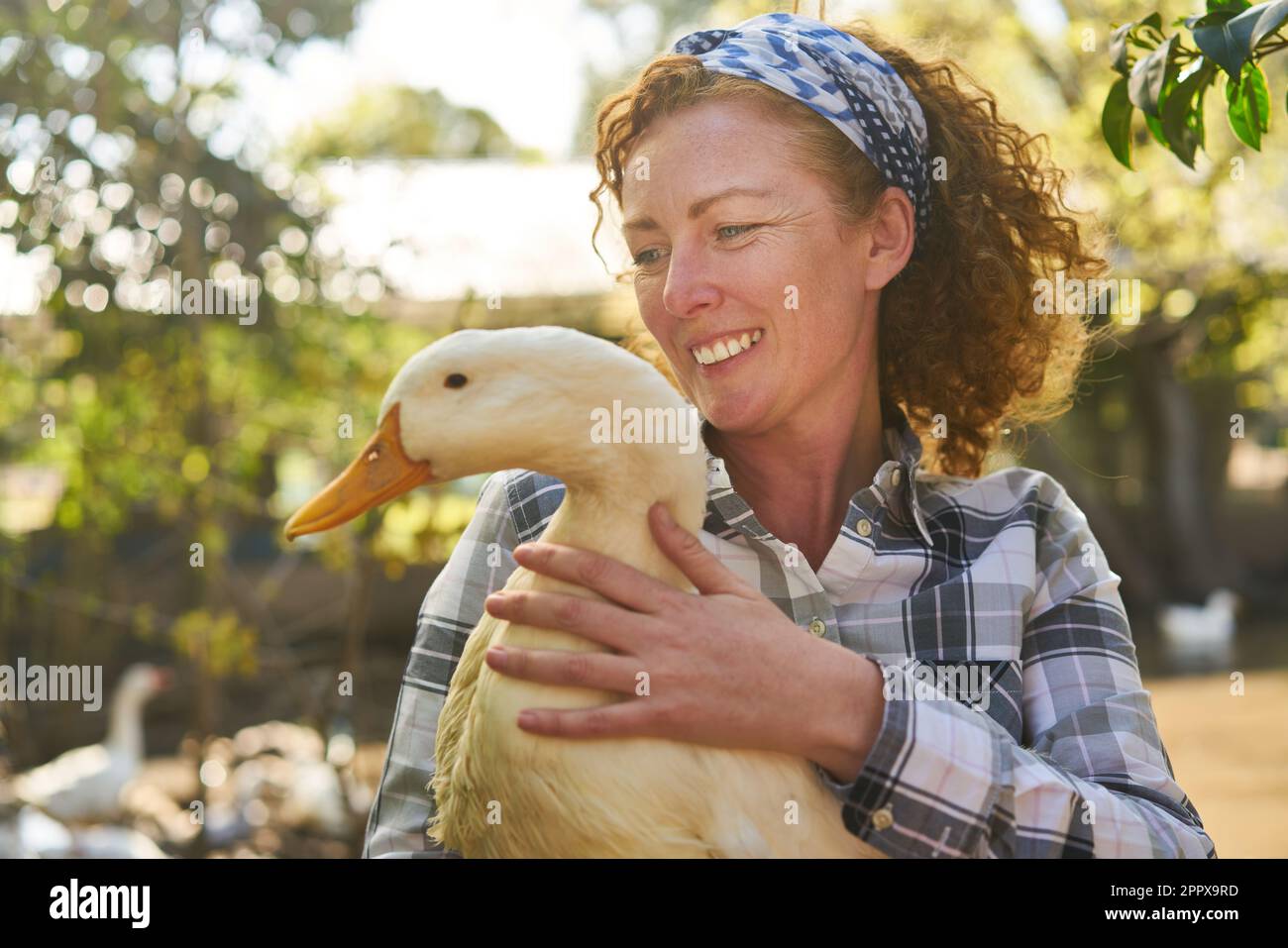 Happy mature female farmer with curly hair carrying white goose in farm ...
