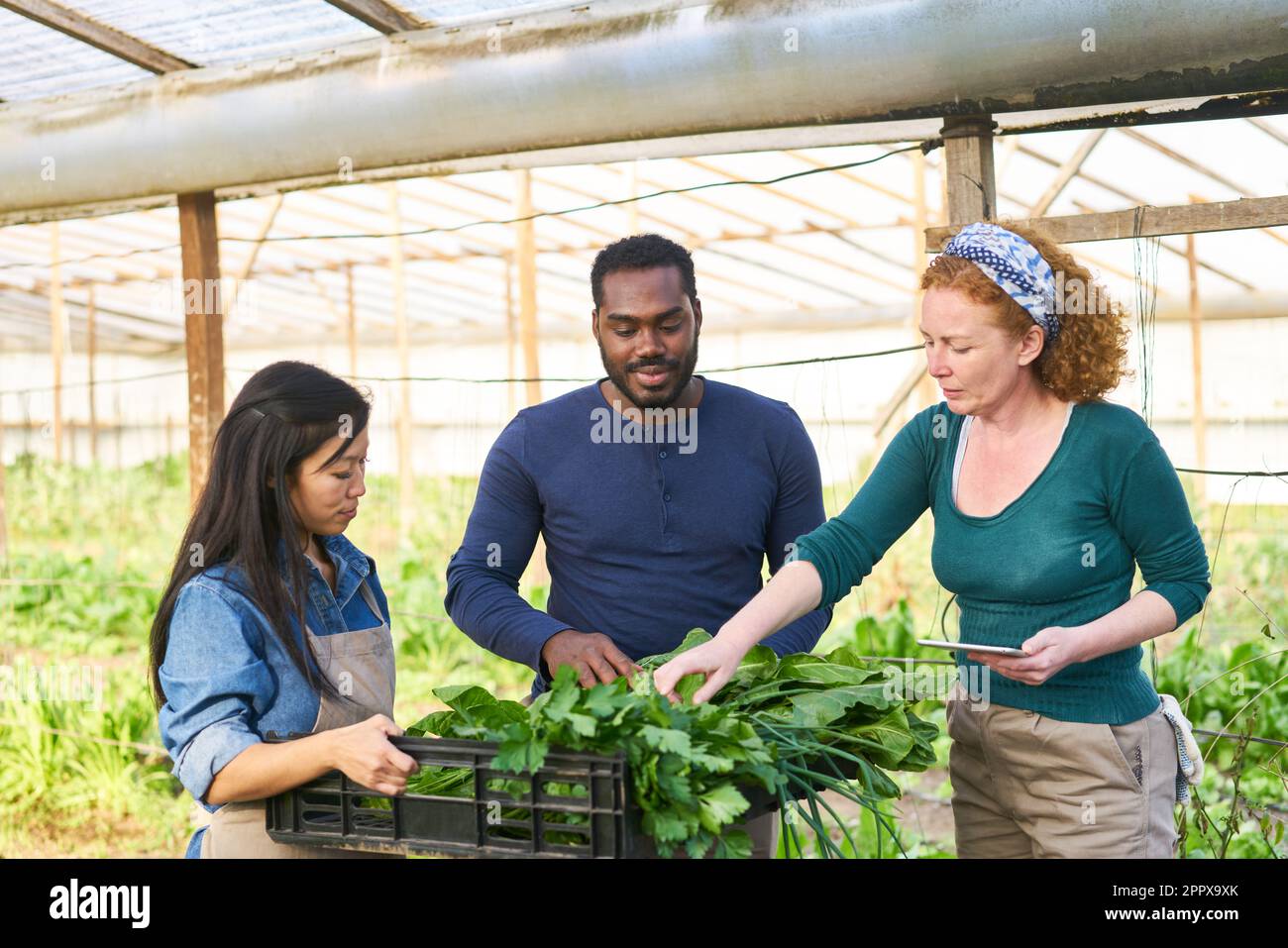 Multicultural male and female farmers examining harvested fresh ...