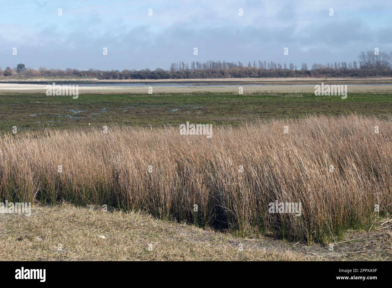 The sand dunes and salt marshes of East Head Beach, West Wittering ...
