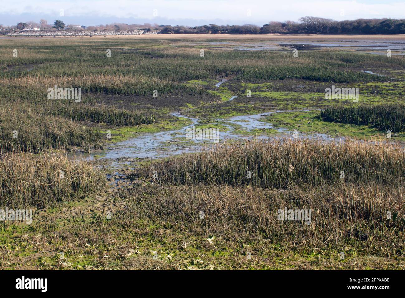 The sand dunes and salt marshes of East Head Beach, West Wittering ...