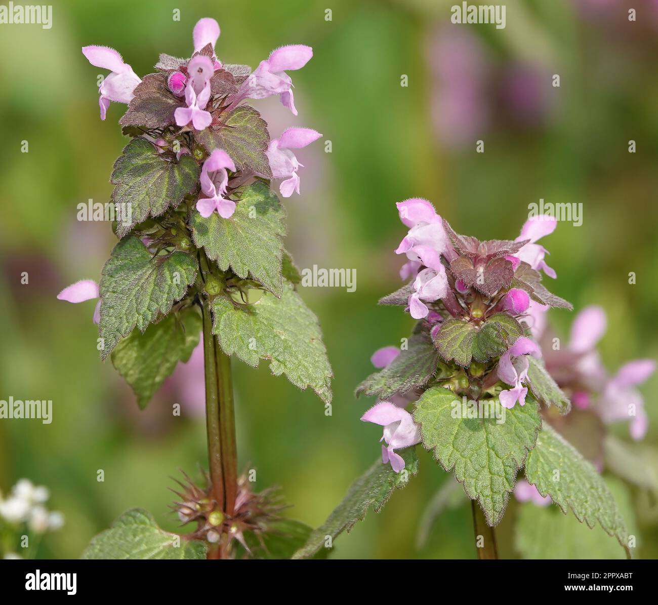 Beautiful bush lavender blooms hi-res stock photography and images - Alamy