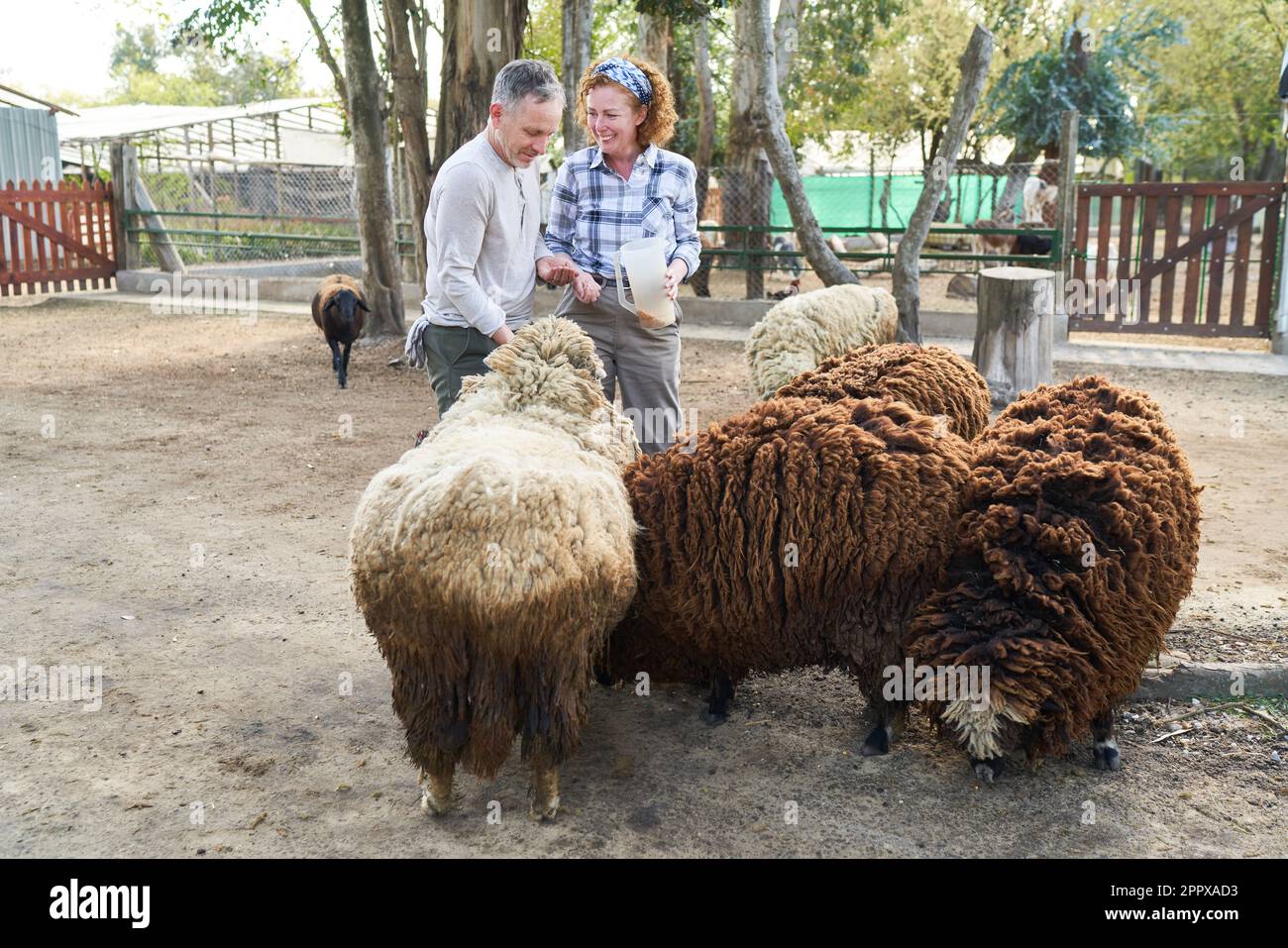 Happy male and female ranchers feeding sheep against trees at farm ...