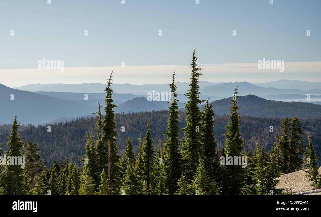 Tips of Spindly Pines Looking South From Lassen Volcanic Scenic Drive ...