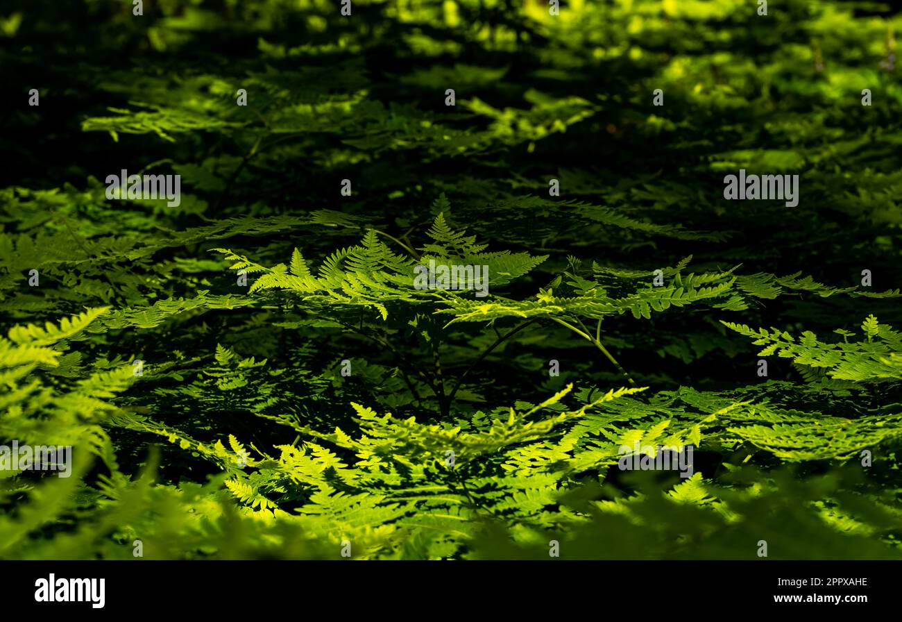 Tips of Ferns Catch Light Through The Shadows in thick forest Stock ...