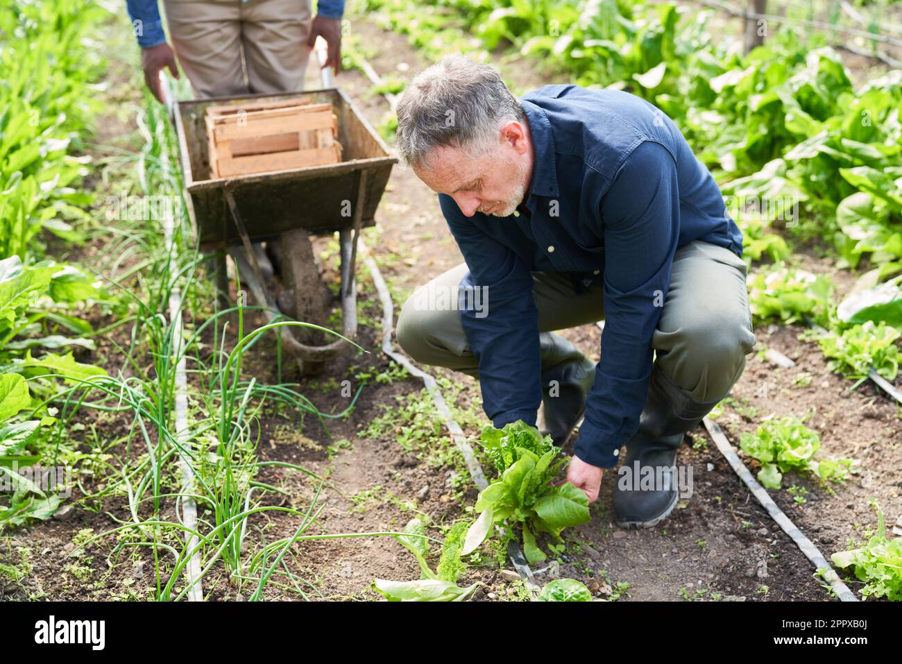 Mature male agronomist harvesting while colleague with wheelbarrow in ...