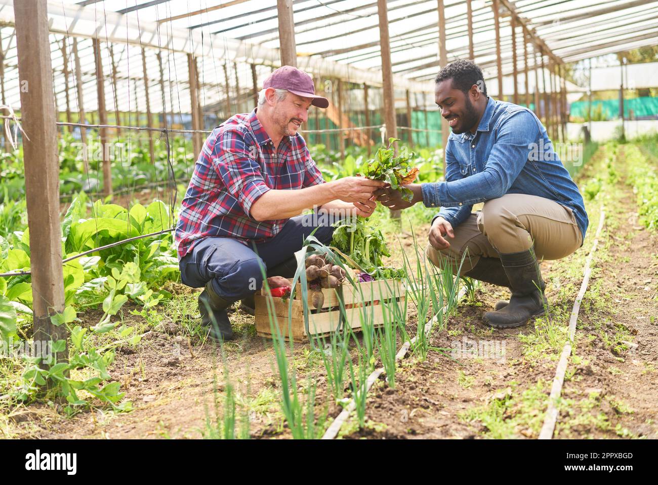 Male farmers discussing over vegetables while crouching in organic farm ...