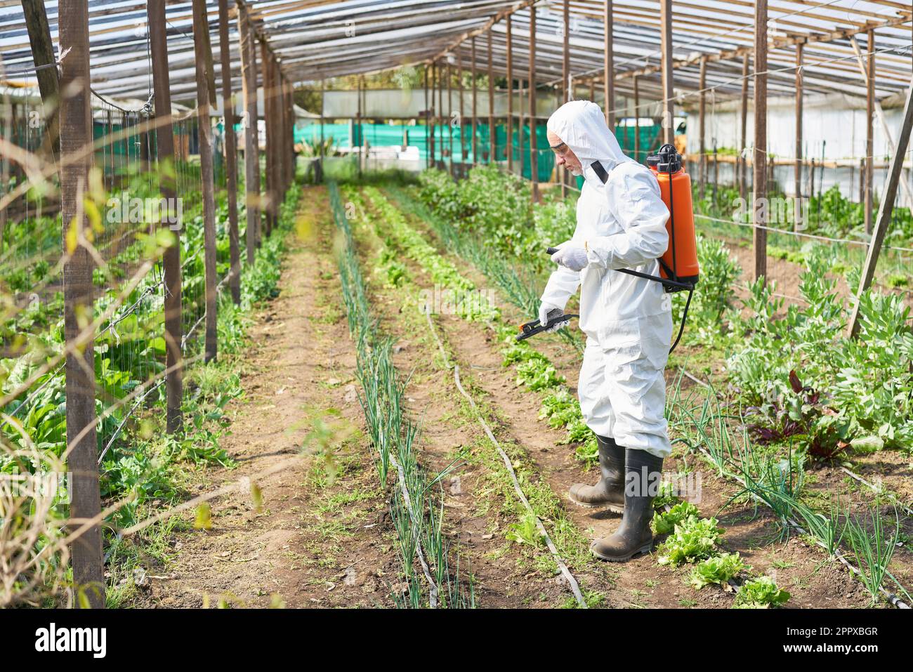 Farmer wearing hazmat suit spraying pesticide on crops while standing ...
