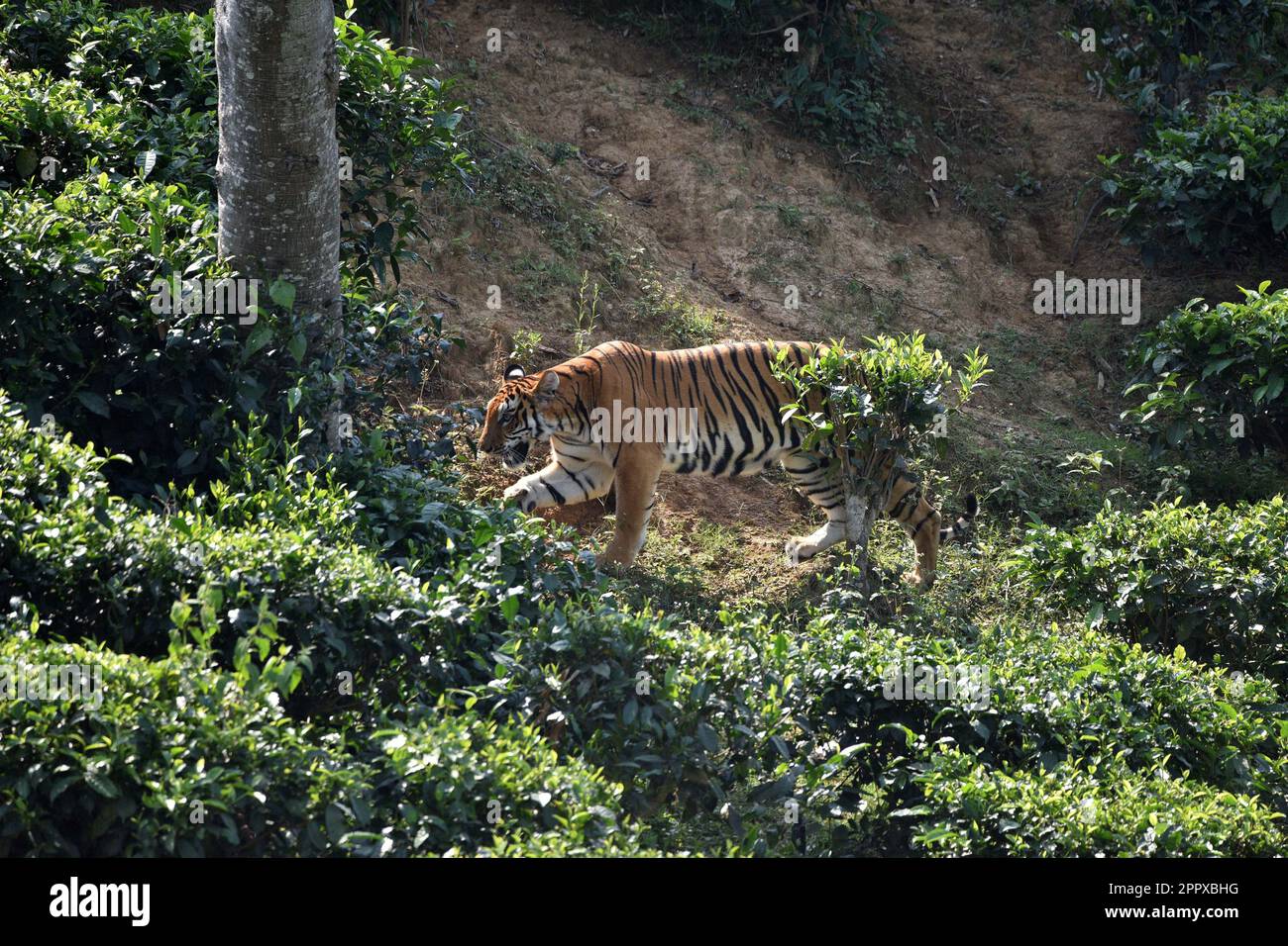 Nagaon. 24th Apr, 2023. A Royal Bengal Tiger is seen in Nagaon district ...
