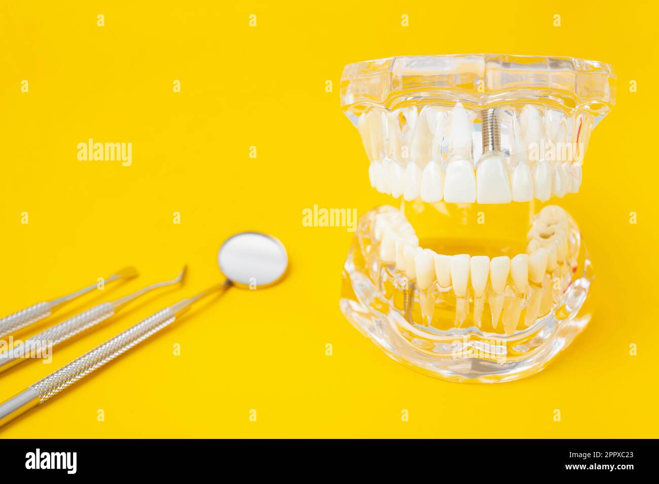 Teeth model and instrument dental on yellow background Stock Photo - Alamy