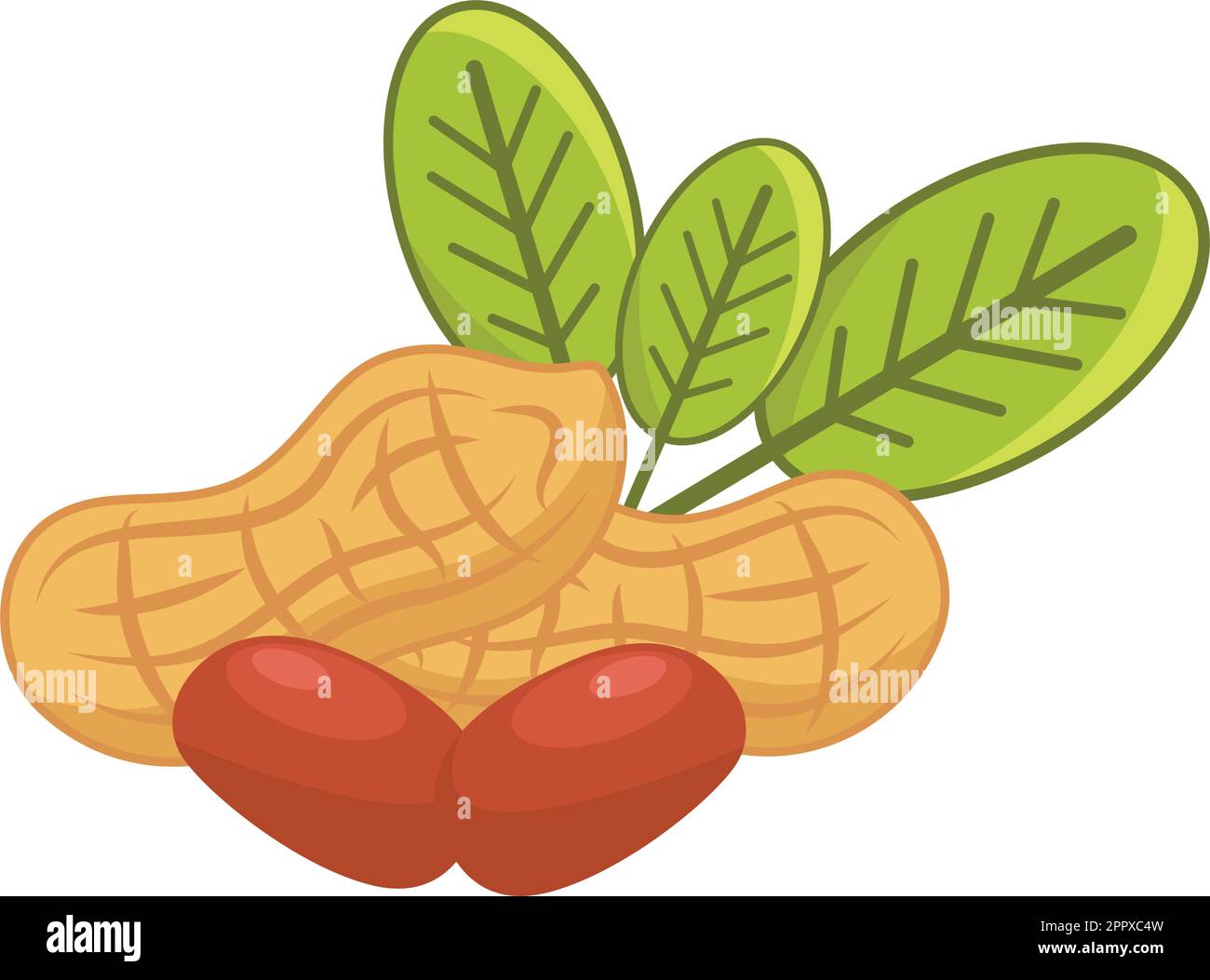 peanut vector illustration element concept design template Stock Vector ...