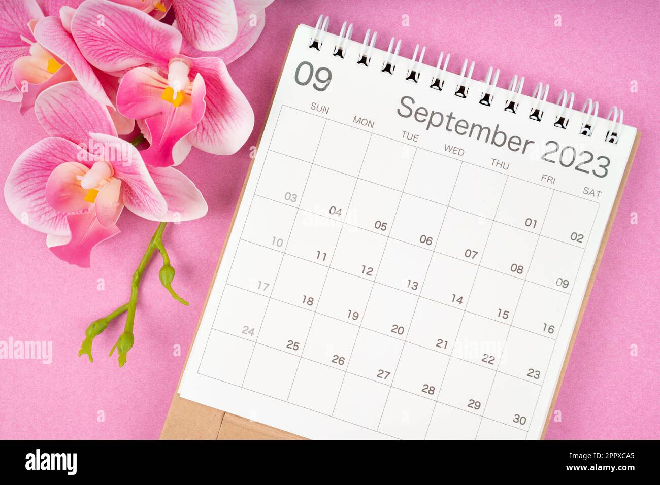 September 2023 calendar desk and pink orchid on pink color background ...
