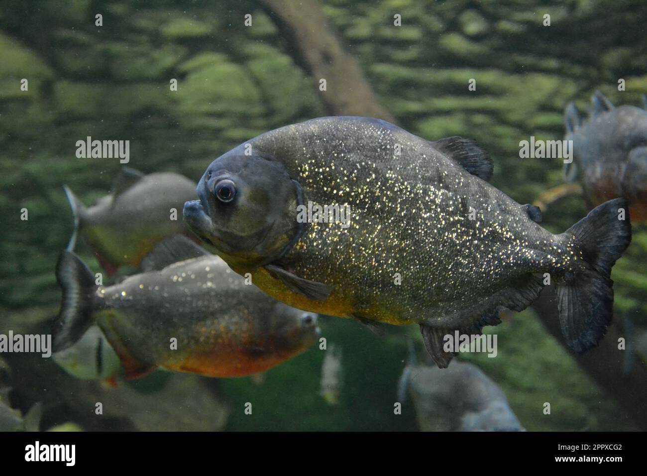 Piranha face hi-res stock photography and images - Alamy