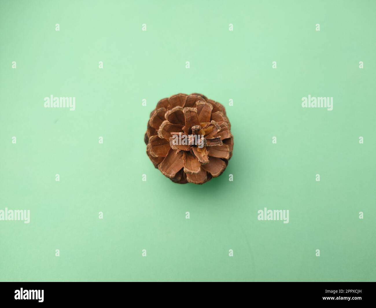 Top view Pine cone top view isolated on green background Stock Photo ...