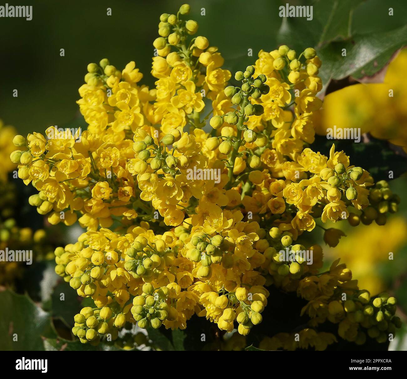 Beautiful evergreen holly shrub hi-res stock photography and images - Alamy