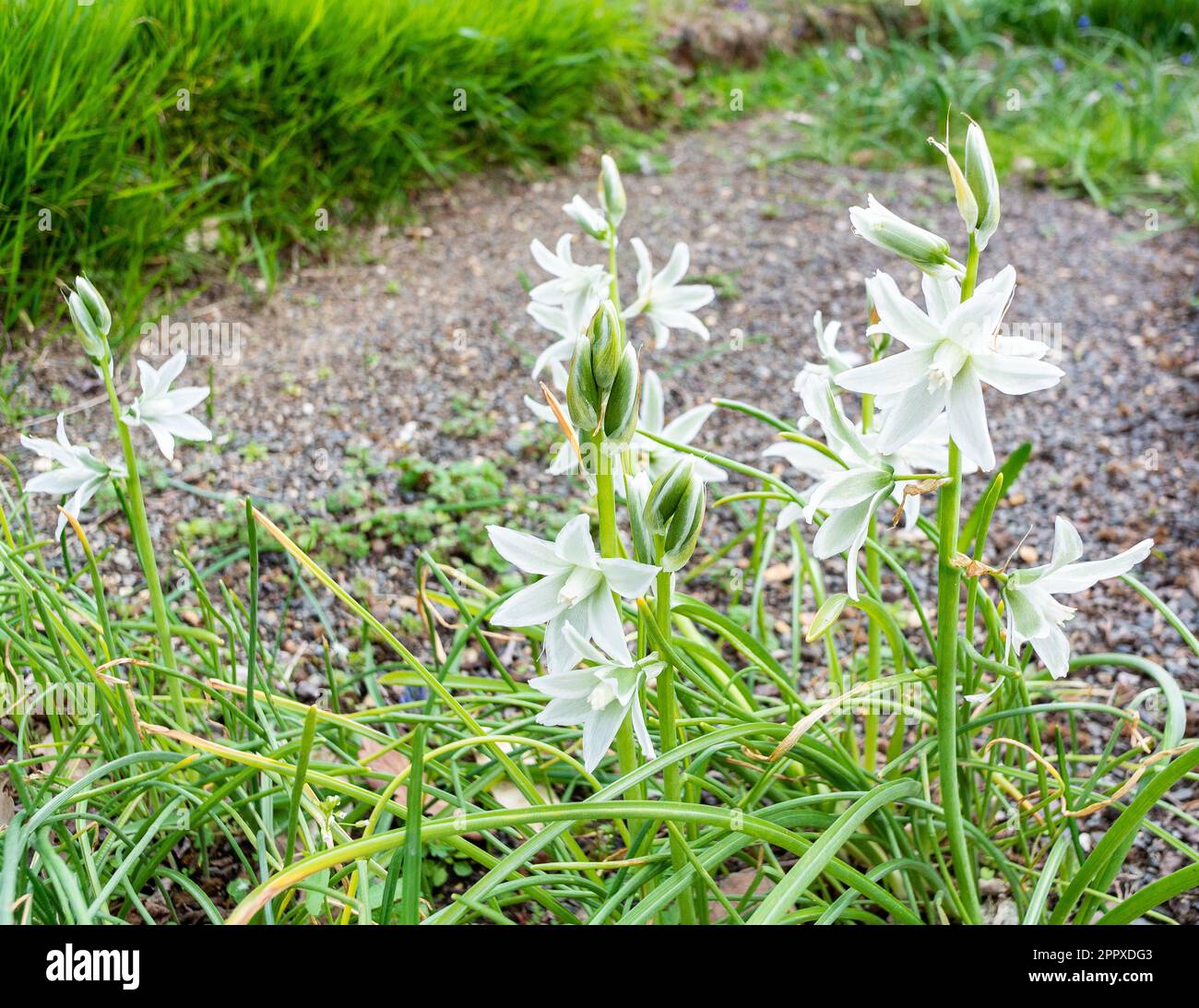 Ornithogalum nutans, known as drooping star-of-Bethlehem,[2] is a ...