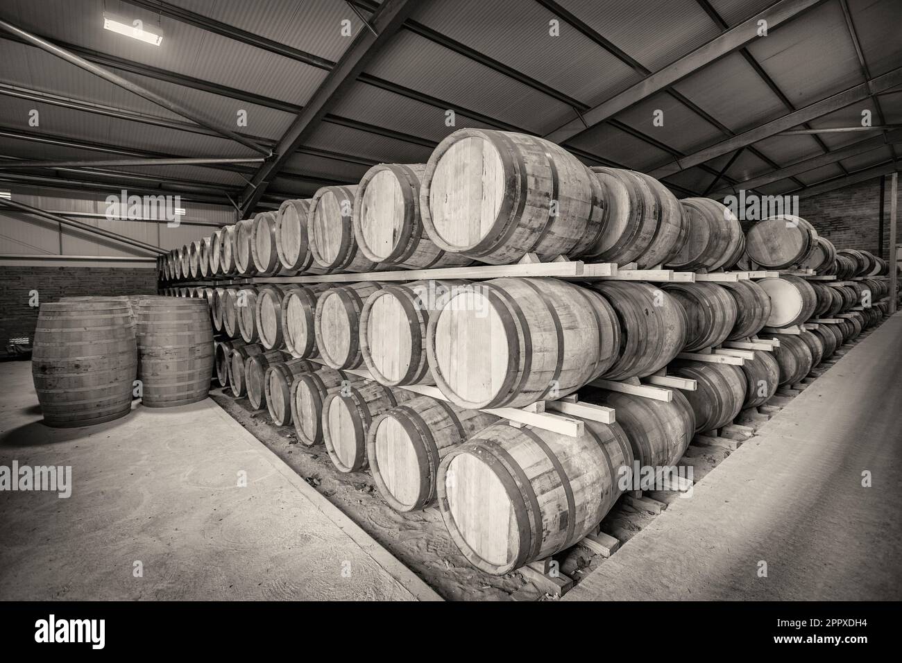 Many rows of traditional full whisky barrels, set down to mature, in a ...
