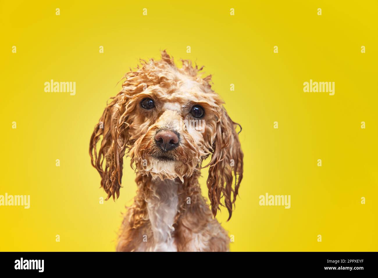 Cute little poodle standing with wet fur and soap after bath against ...