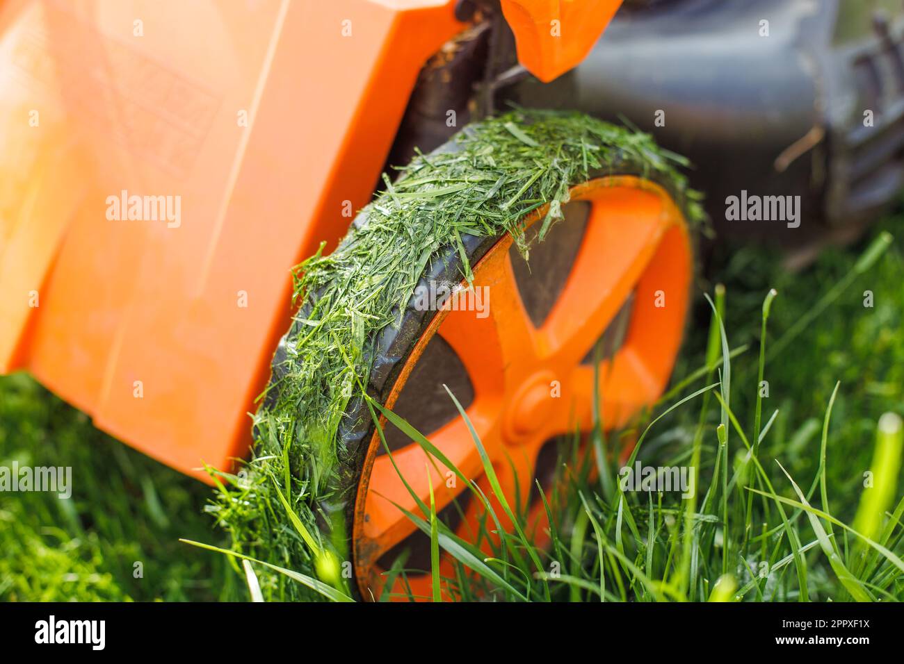 Close up lawn mower or grass cutter mowing fresh grass in garden. Cut ...