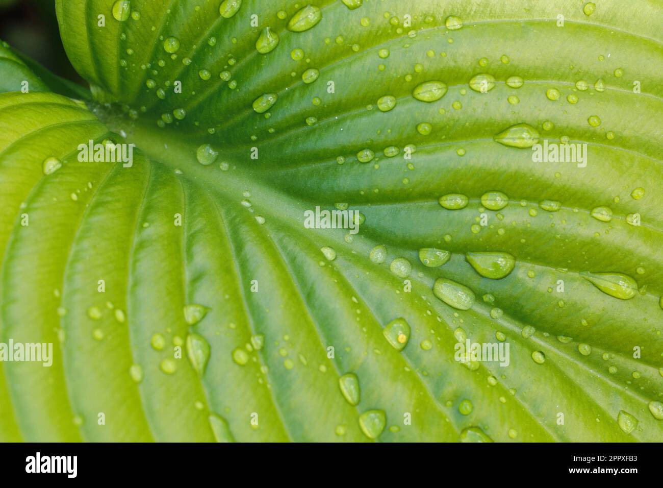 Close-up of huge bright green leaf of plantain lily funkia hosta covered with water rain dew ...