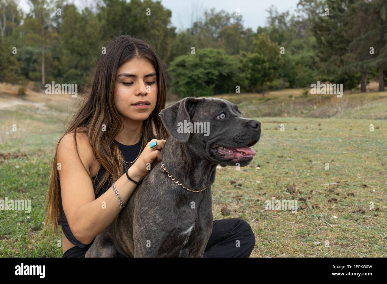 Female owner with long hair stroking adorable black Italian Mastiff dog ...